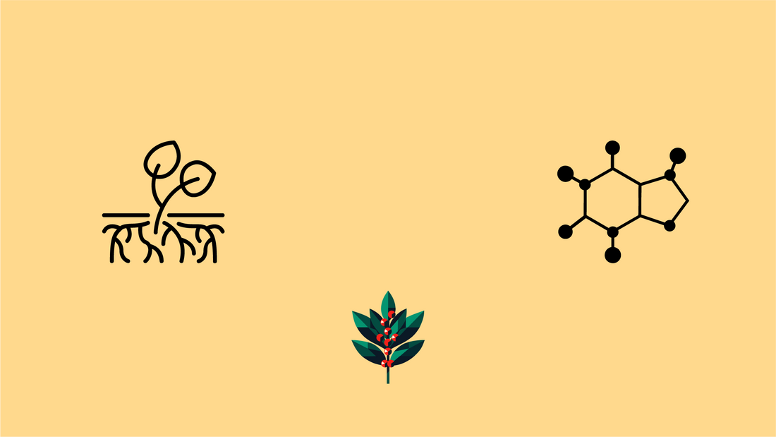 What Is Yaupon? Yaupon Is Clean American Caffeine – Goldholly